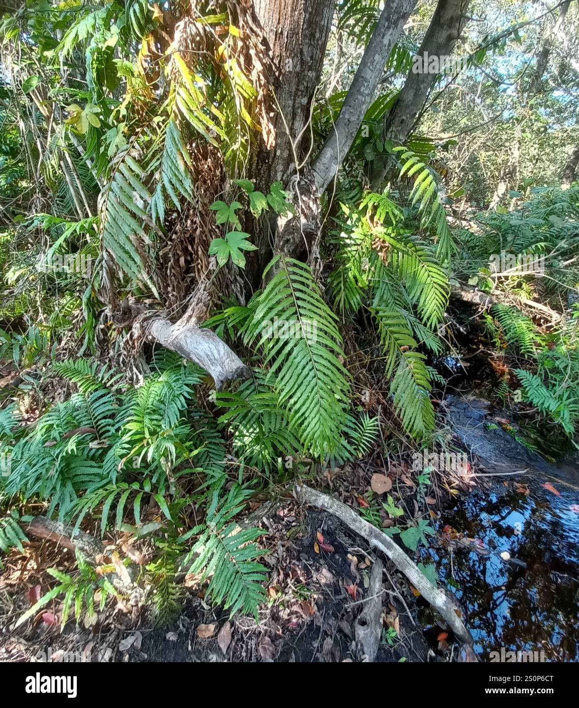 Giant Vine Fern (Stenochlaena tenuifolia Stock Photo - Alamy