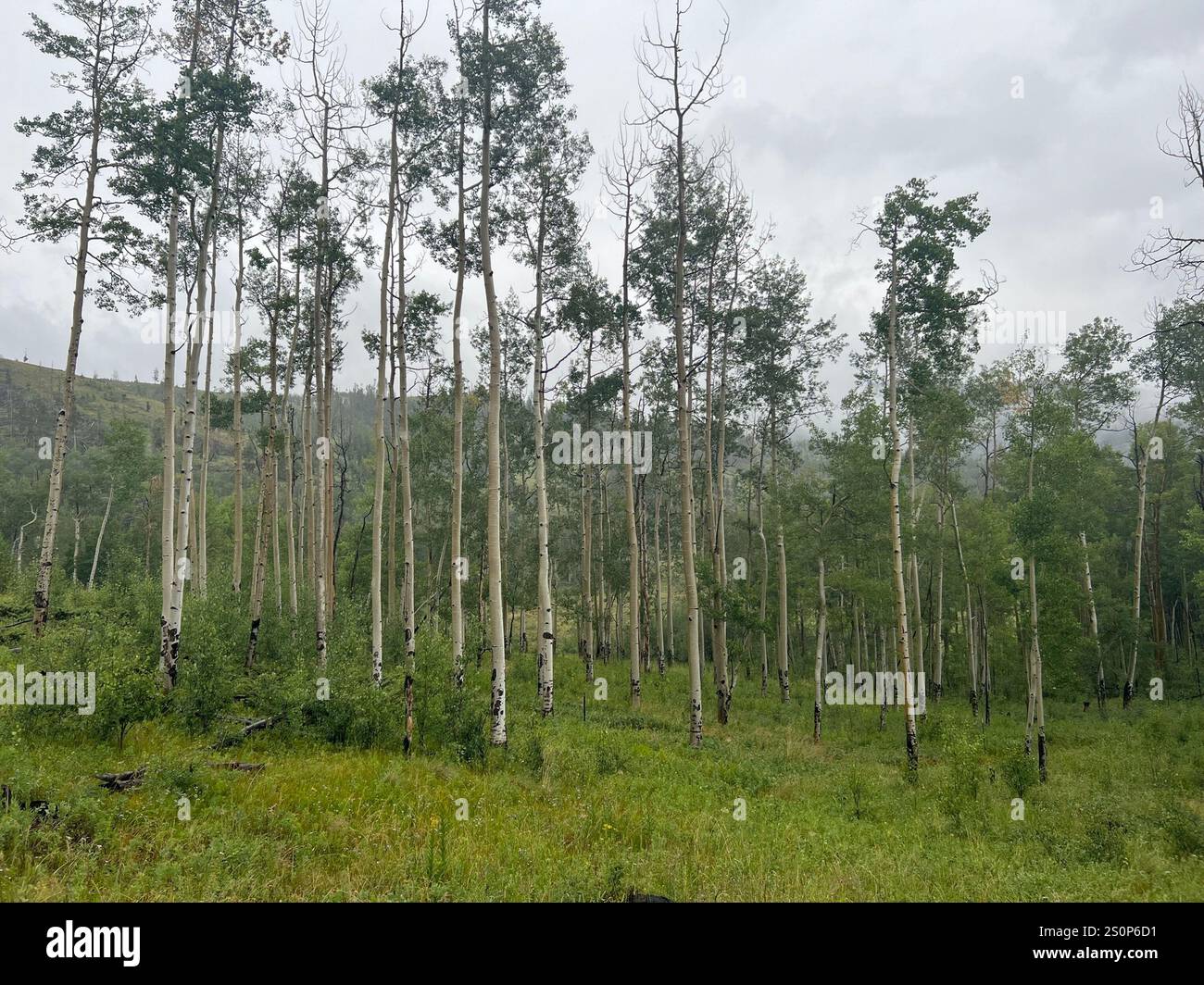 quaking aspen (Populus tremuloides Stock Photo - Alamy