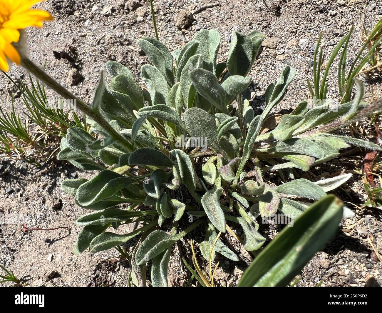 Alpine Yellow Fleabane (Erigeron aureus Stock Photo - Alamy