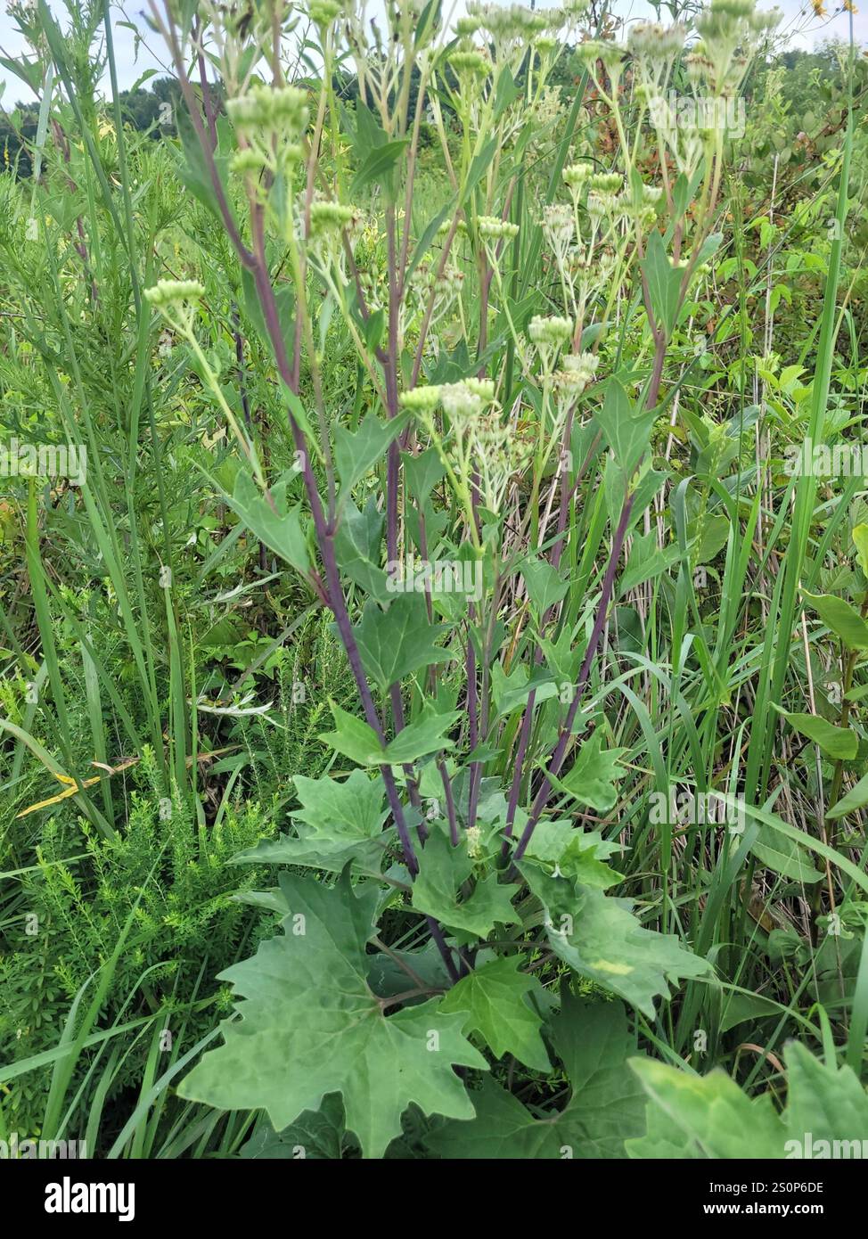 pale Indian plantain (Arnoglossum atriplicifolium Stock Photo - Alamy