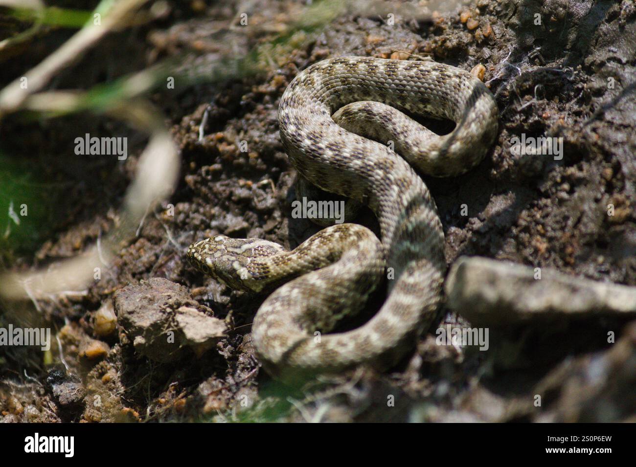 Viperine Snake (Natrix maura Stock Photo - Alamy