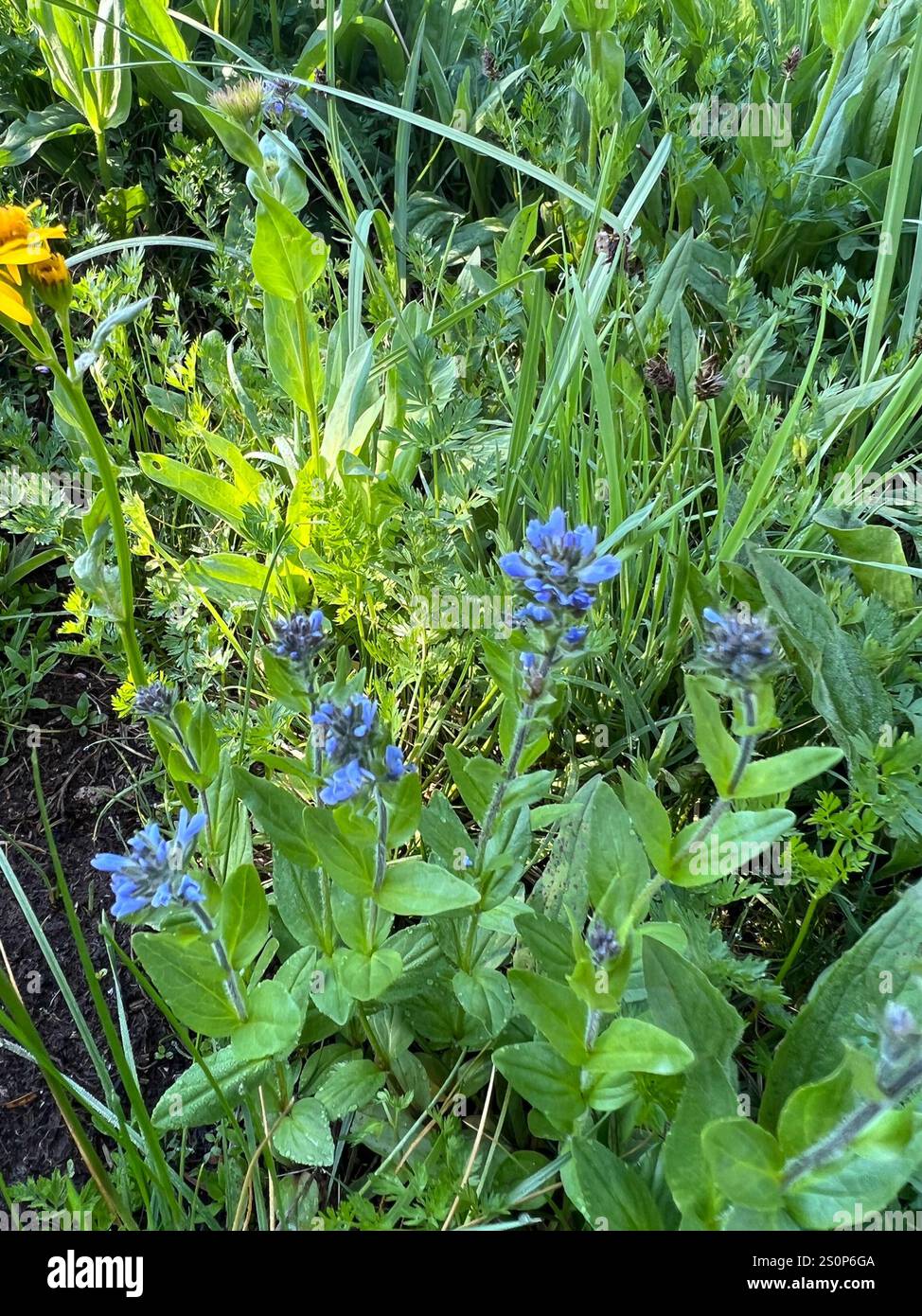 American alpine speedwell (Veronica wormskjoldii Stock Photo - Alamy