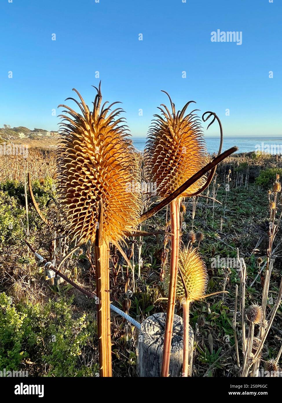 fuller's teasel (Dipsacus sativus Stock Photo - Alamy