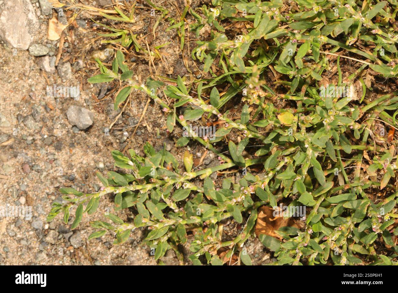 Oval Leaf Knotweed (Polygonum arenastrum Stock Photo - Alamy