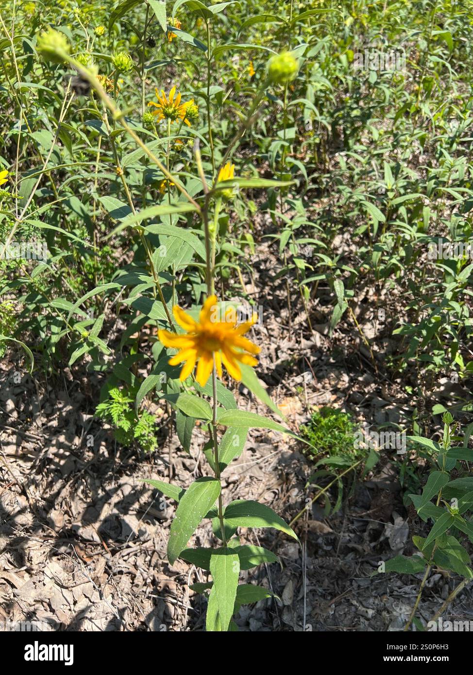stiff-hair sunflower (Helianthus hirsutus Stock Photo - Alamy