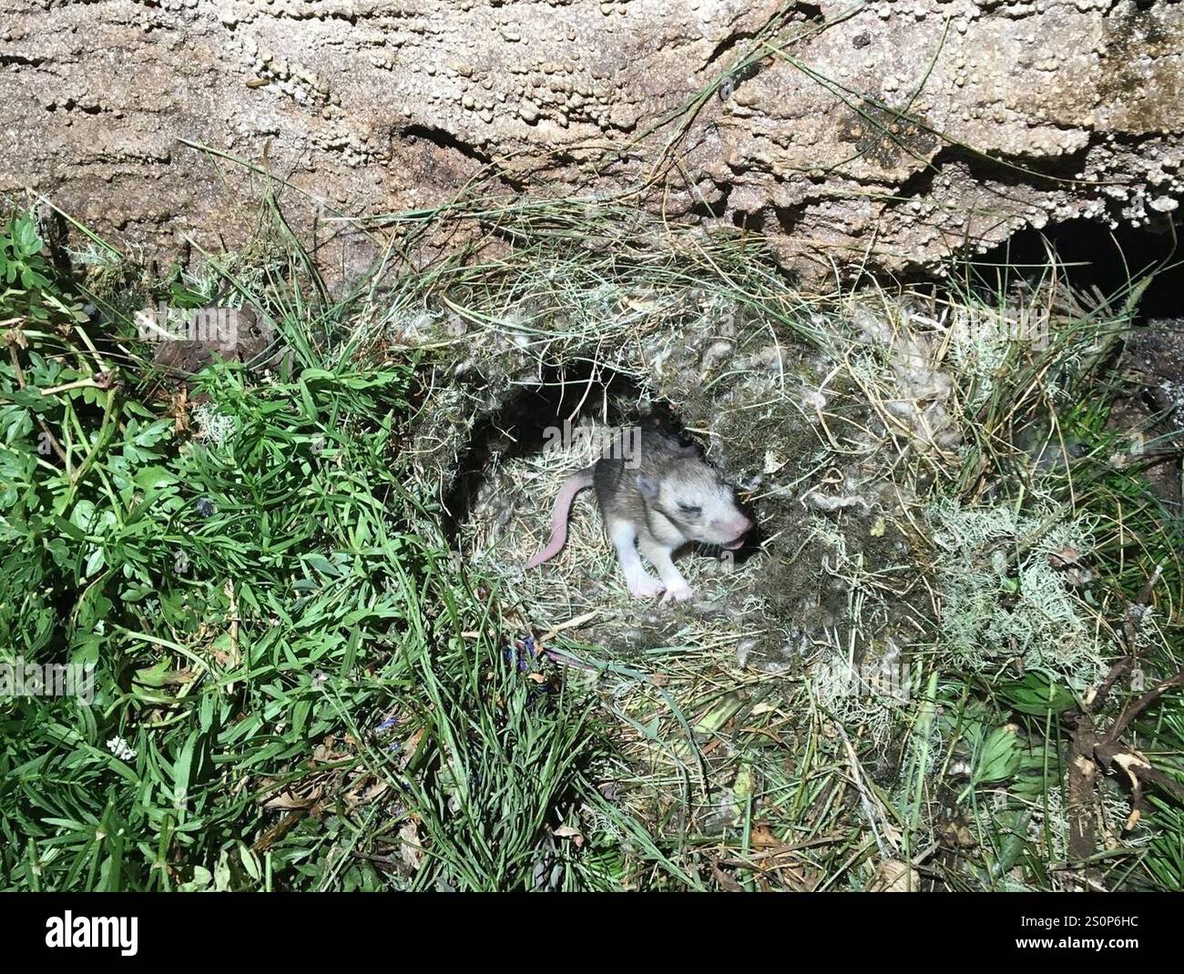 Bushy-tailed Woodrat (Neotoma cinerea Stock Photo - Alamy