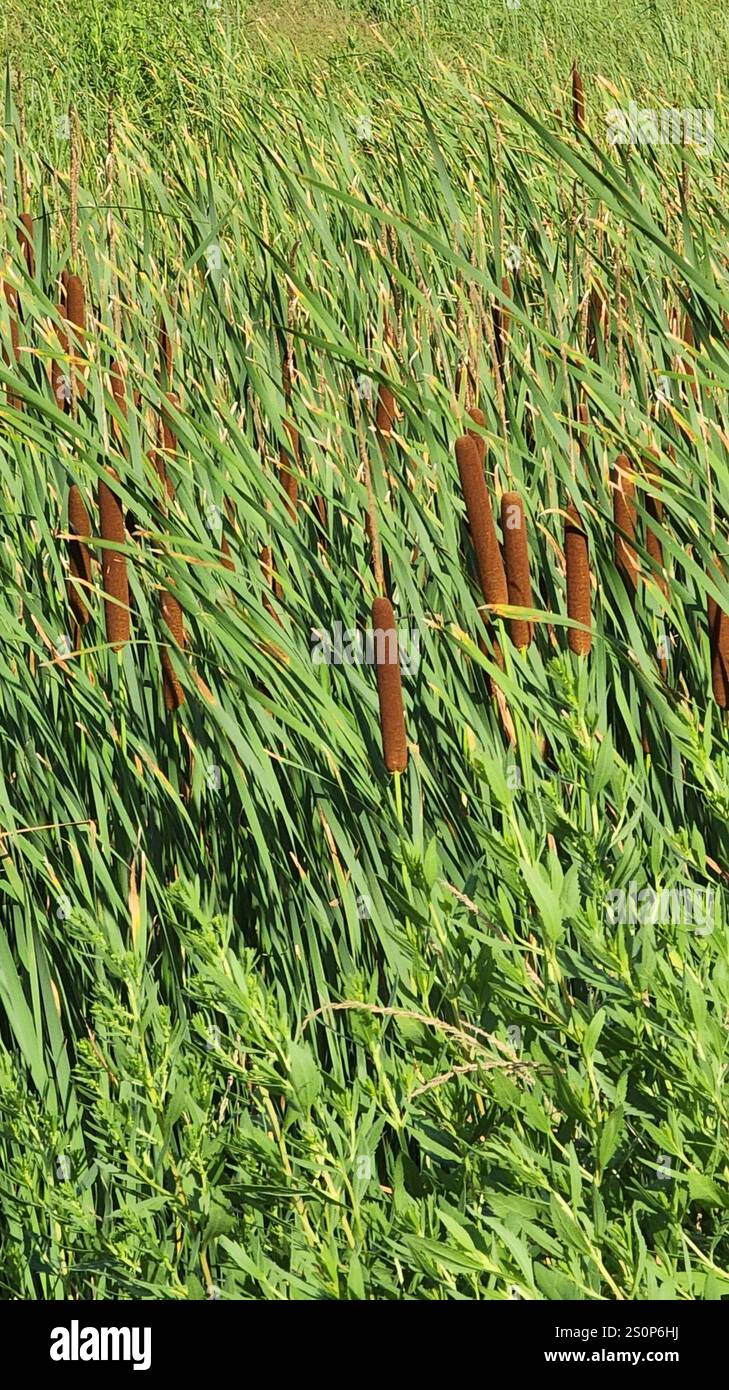 broadleaf cattail (Typha latifolia Stock Photo - Alamy