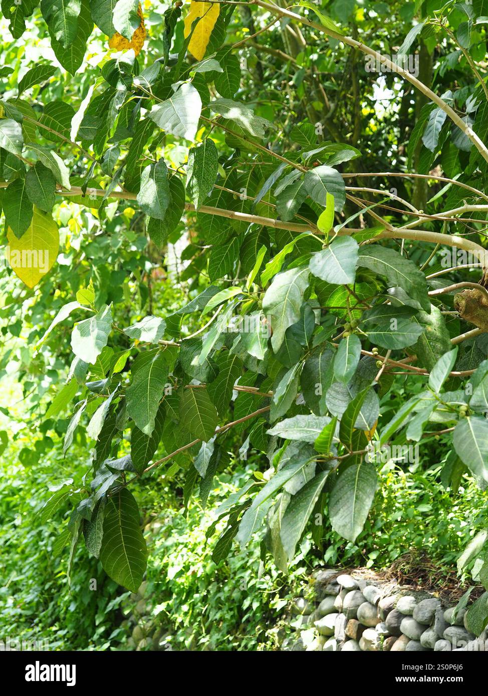 Hauili fig tree (Ficus septica Stock Photo - Alamy