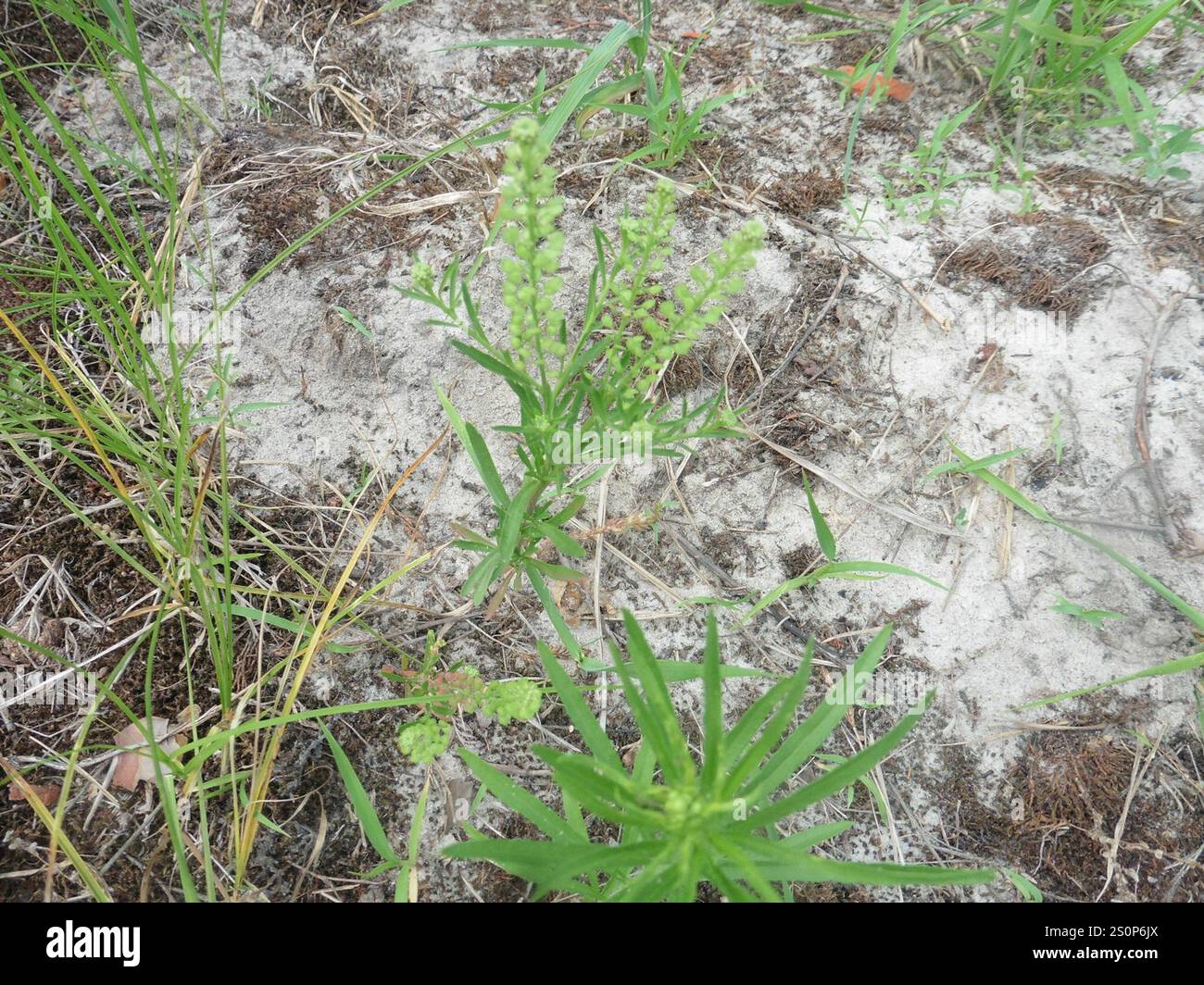 Common Peppergrass (Lepidium densiflorum Stock Photo - Alamy