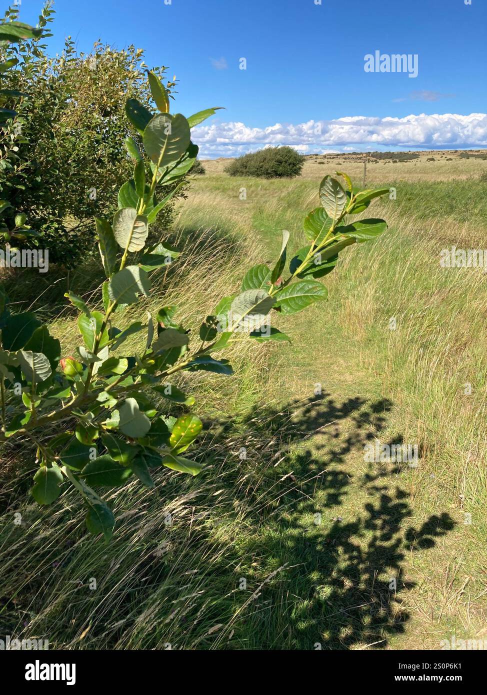 goat willow (Salix caprea Stock Photo - Alamy