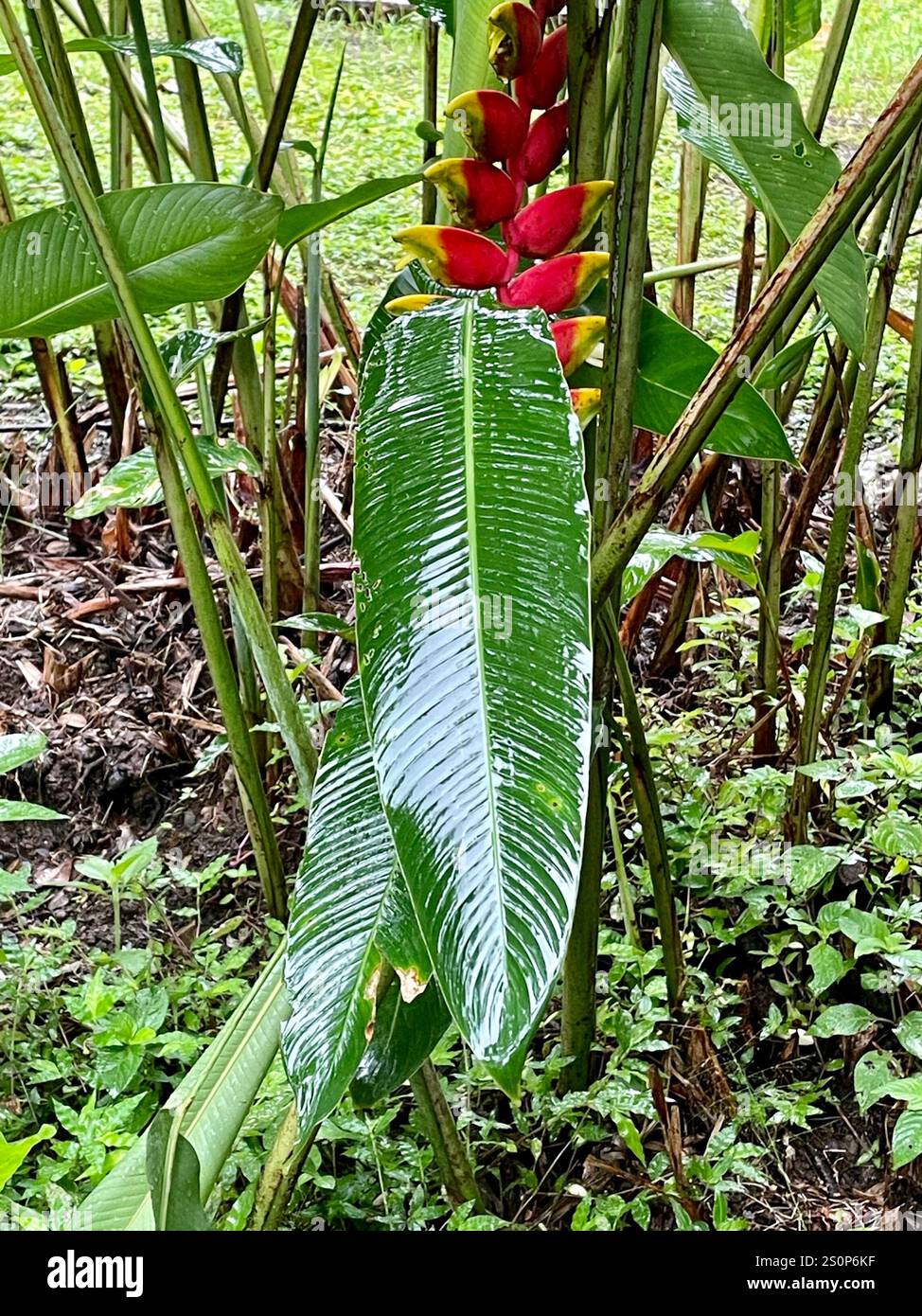 Hanging Lobster Claw Heliconia (Heliconia rostrata Stock Photo - Alamy