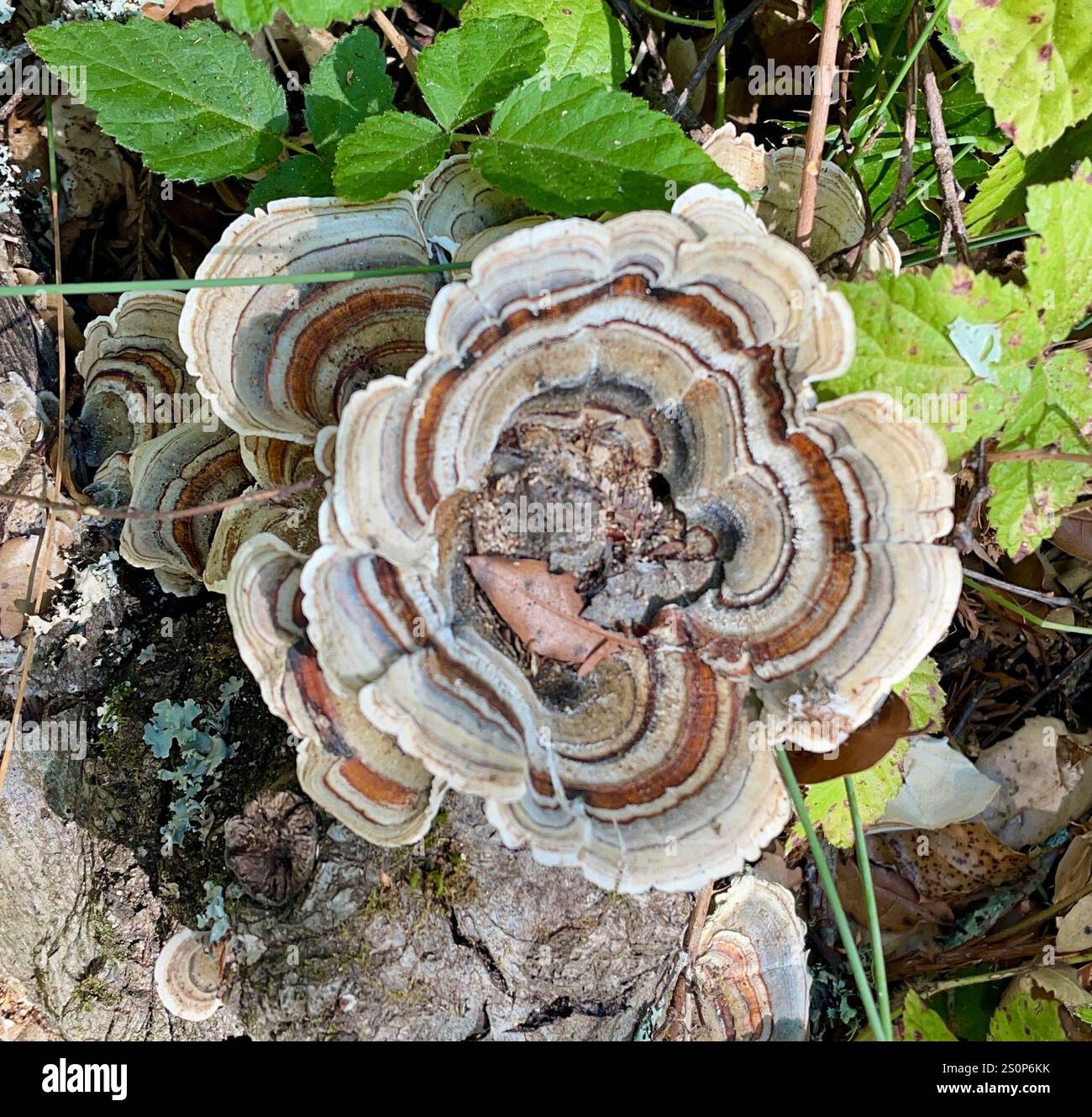 turkey-tail (Trametes versicolor Stock Photo - Alamy