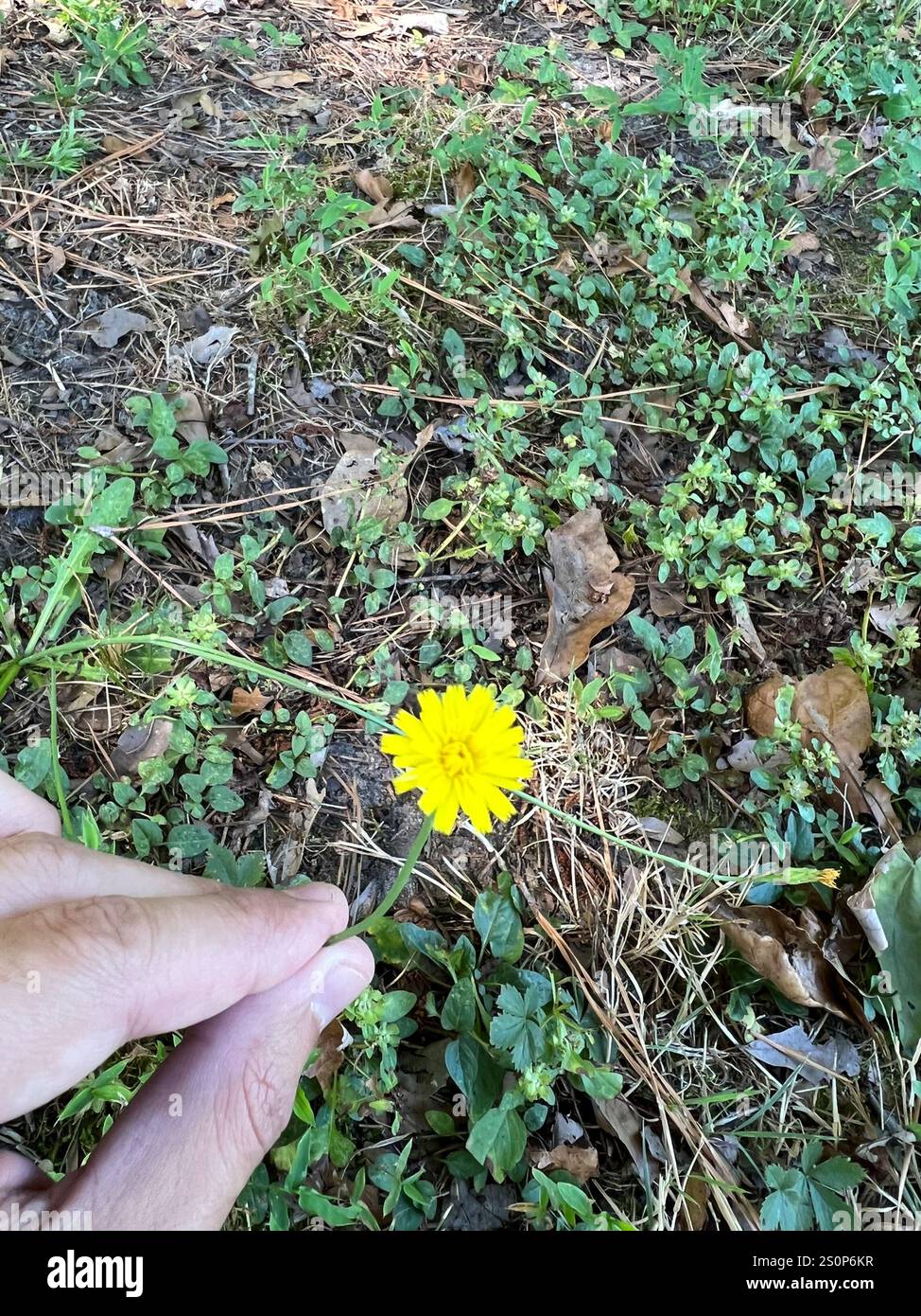Common Cat's-ear (Hypochaeris radicata Stock Photo - Alamy
