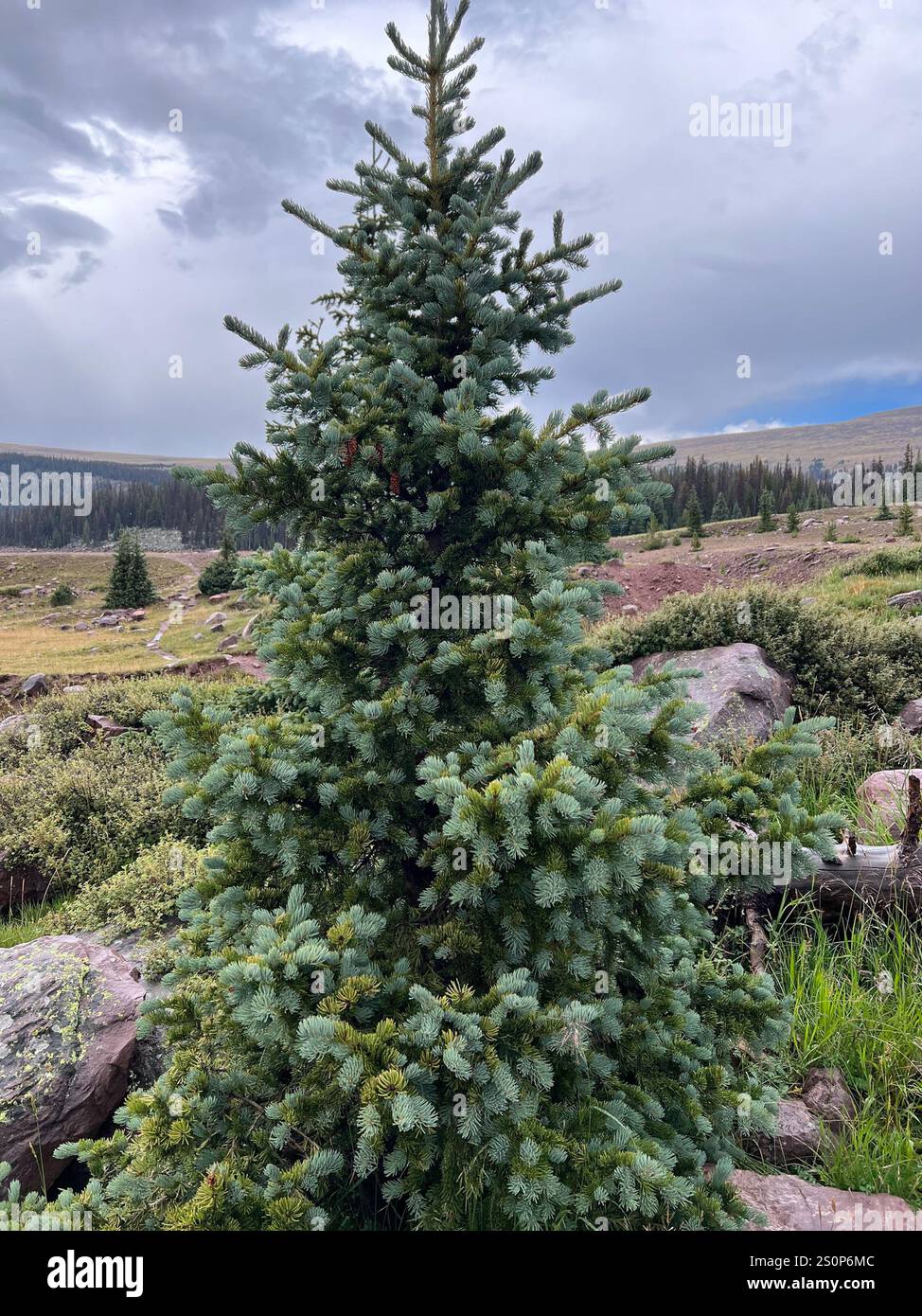 blue spruce (Picea pungens Stock Photo - Alamy
