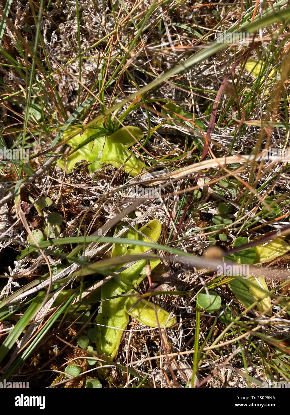 Common Butterwort (Pinguicula vulgaris Stock Photo - Alamy