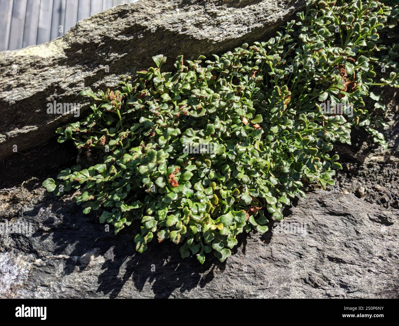 wall-rue (Asplenium ruta-muraria Stock Photo - Alamy
