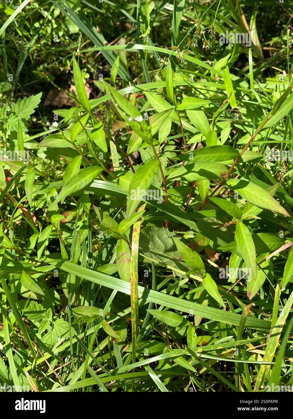 waterpepper (Persicaria hydropiper Stock Photo - Alamy