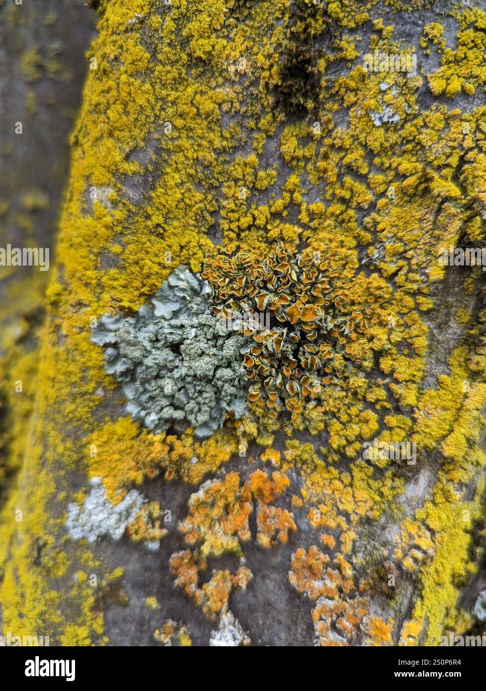 Common Sunburst Lichen (Xanthoria parietina Stock Photo - Alamy