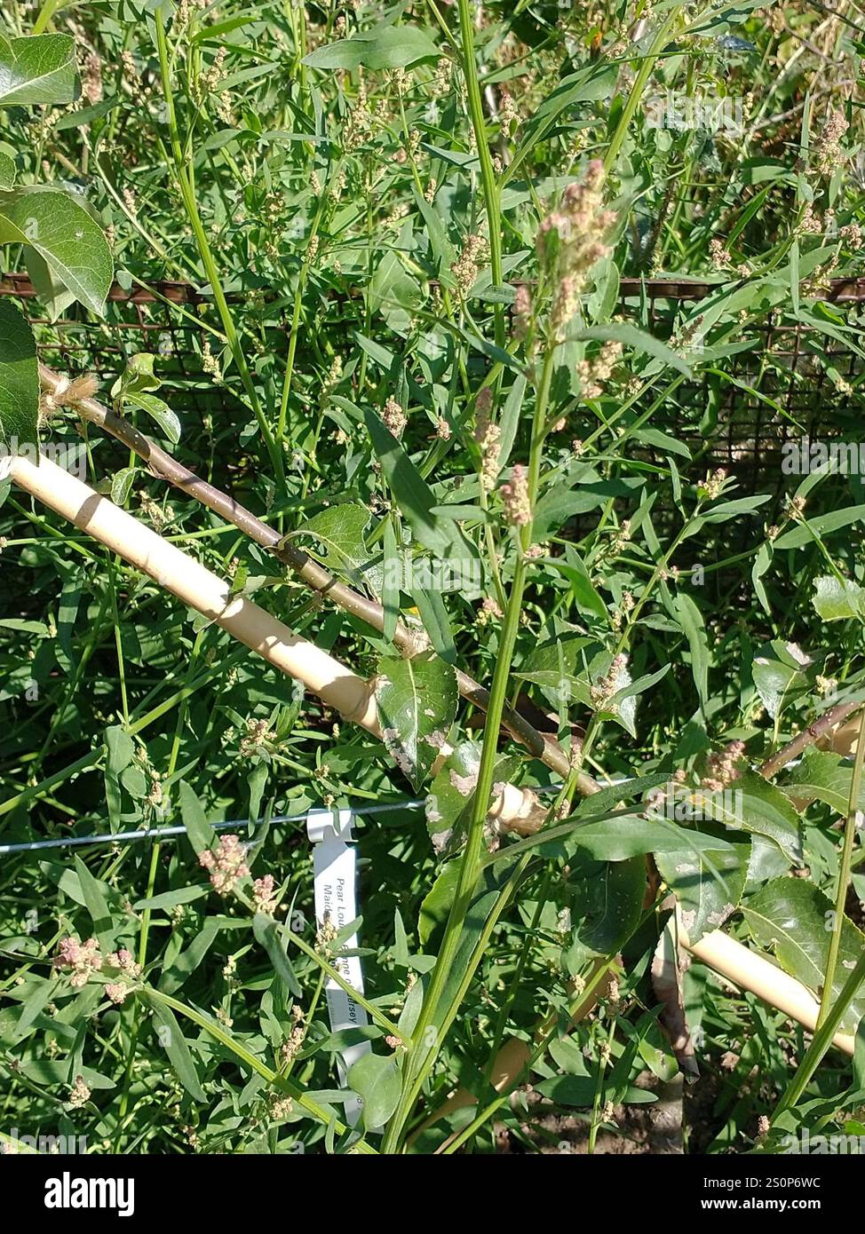 Common Orache (Atriplex patula Stock Photo - Alamy