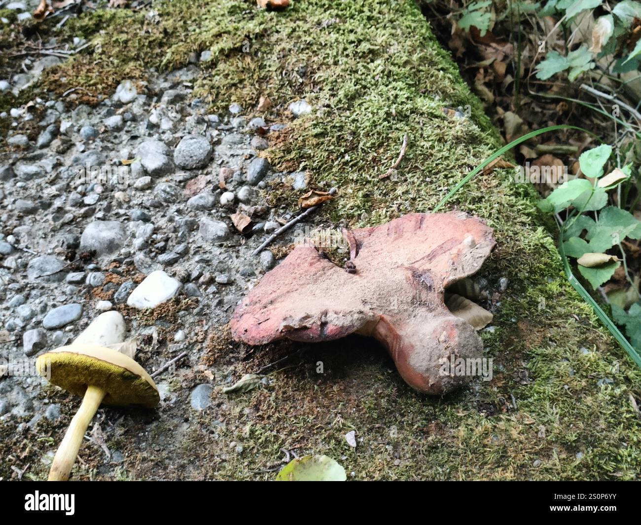Beefsteak Polypore (Fistulina hepatica Stock Photo - Alamy