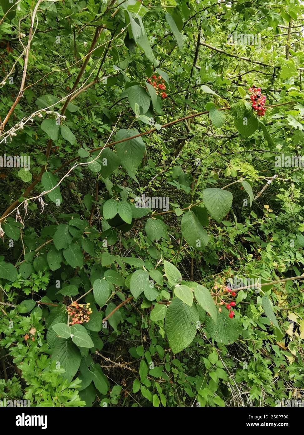 Wayfaring-tree (Viburnum lantana Stock Photo - Alamy