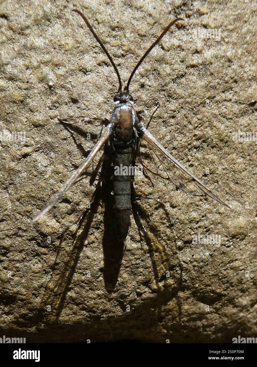 Lesser Peachtree Borer Moth (Synanthedon pictipes Stock Photo - Alamy