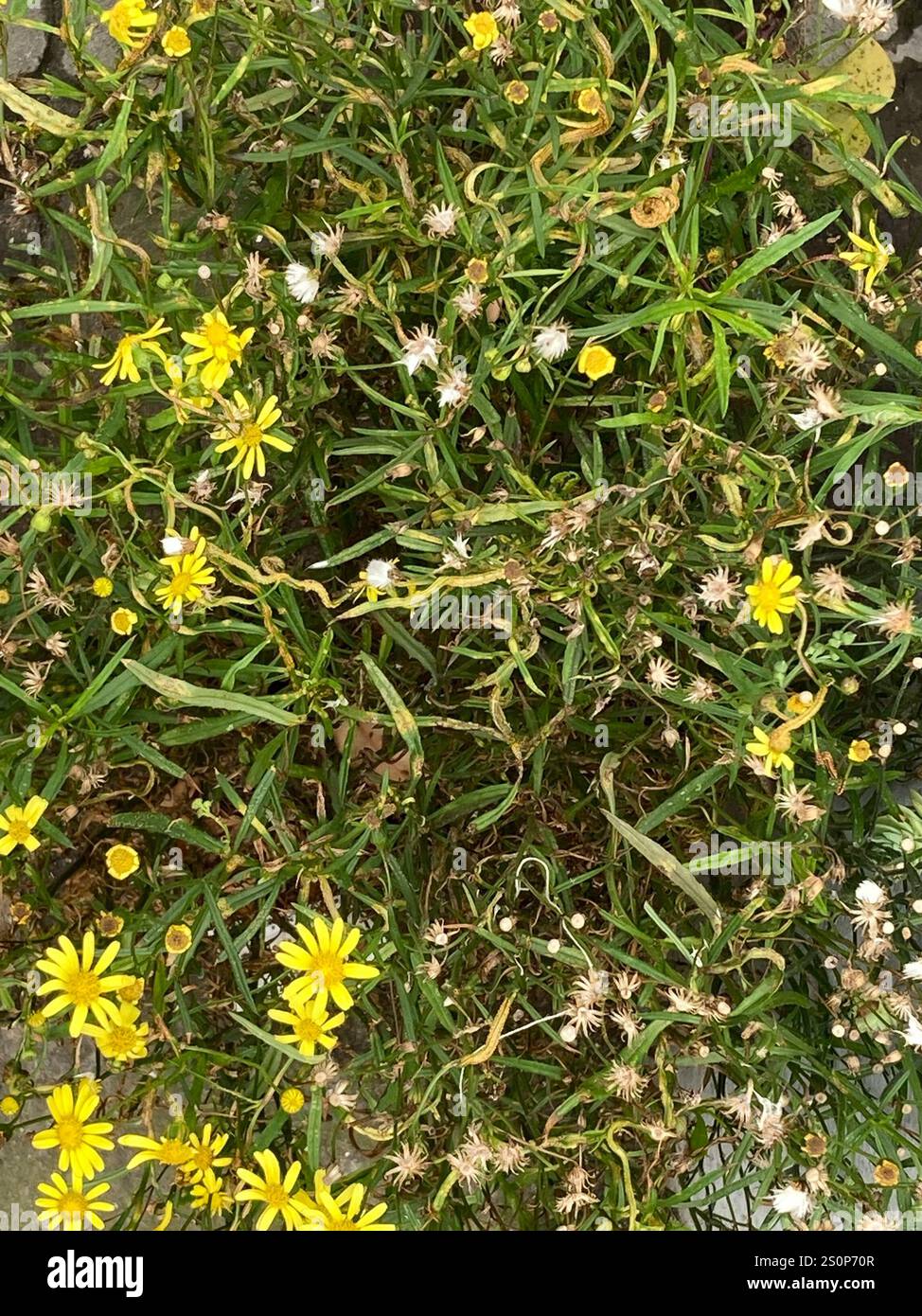 Madagascar Ragwort (Senecio madagascariensis Stock Photo - Alamy