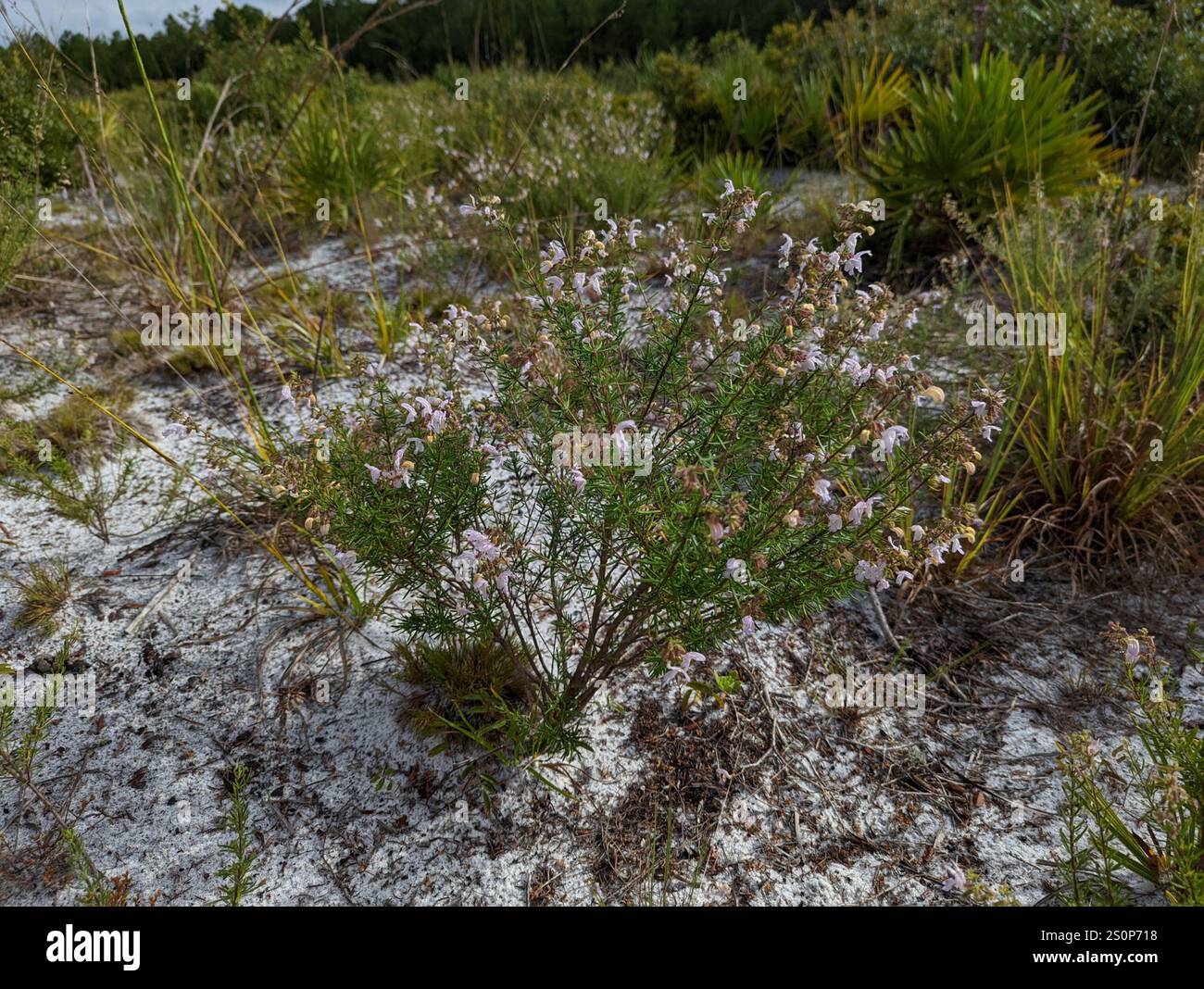 Largeflower False Rosemary (Conradina grandiflora Stock Photo - Alamy