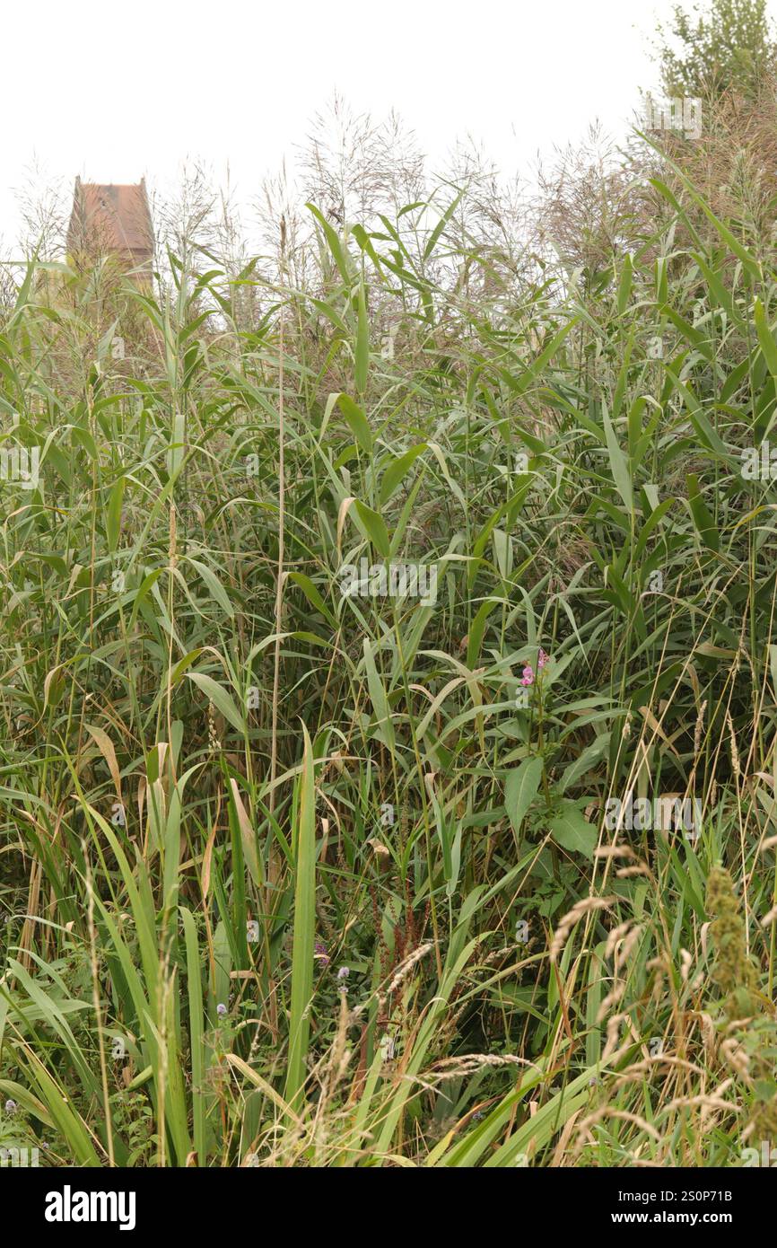 European reed (Phragmites australis australis Stock Photo - Alamy