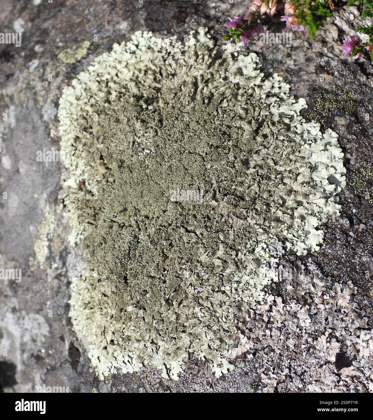 Peppered Rock-shield (Xanthoparmelia conspersa Stock Photo - Alamy