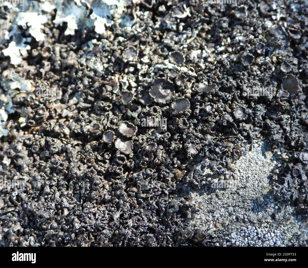 Stygian Black-parmelia (Melanelia stygia Stock Photo - Alamy