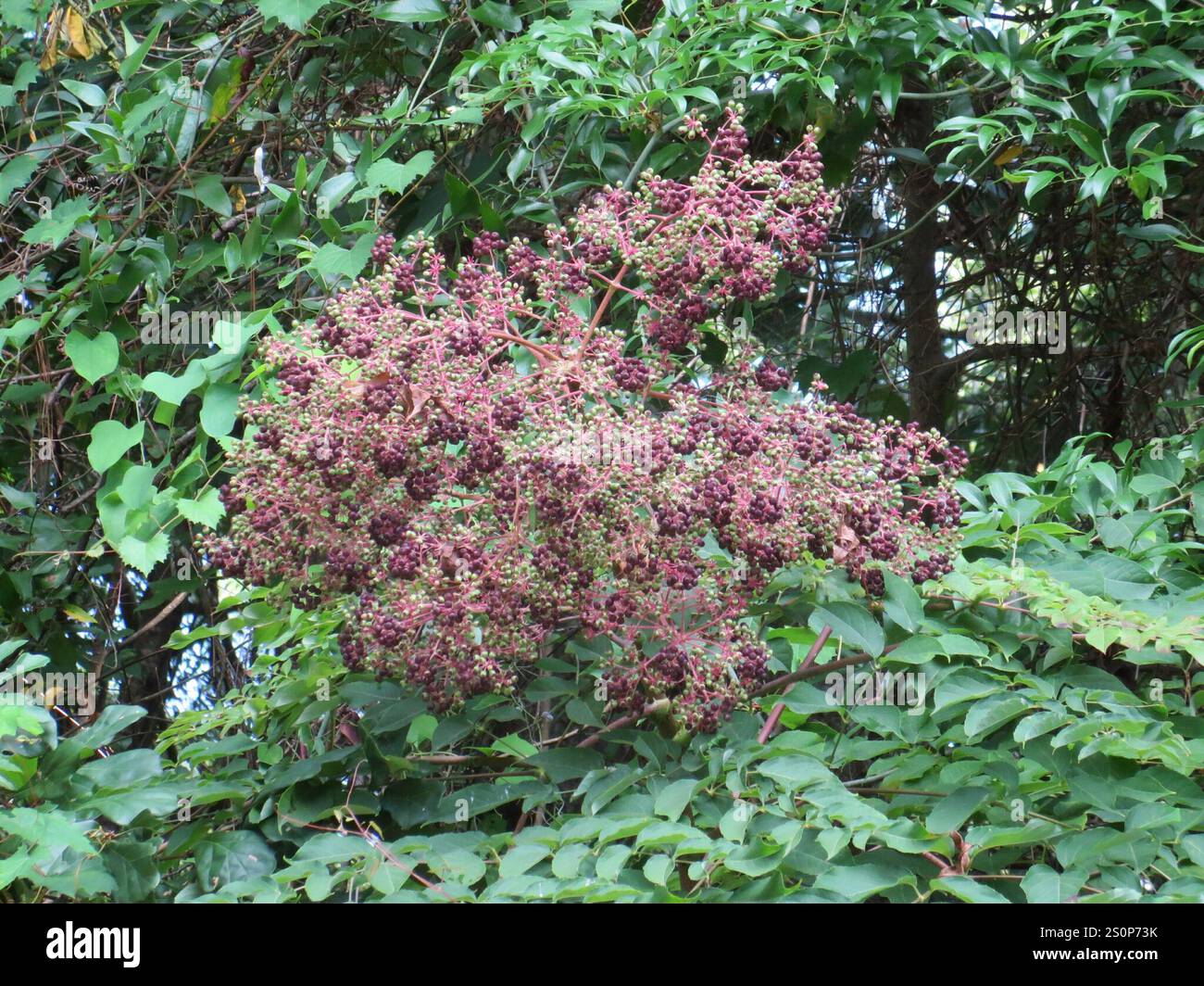 devil's walkingstick (Aralia spinosa Stock Photo - Alamy