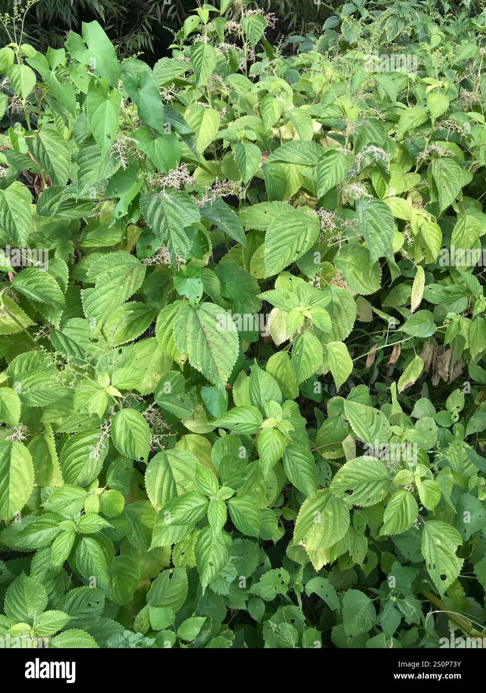 wood nettle (Laportea canadensis Stock Photo - Alamy