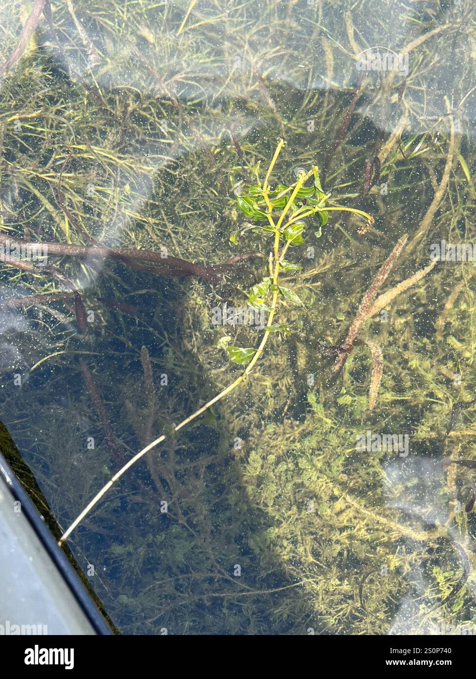 Perfoliate Pondweed (Potamogeton perfoliatus Stock Photo - Alamy
