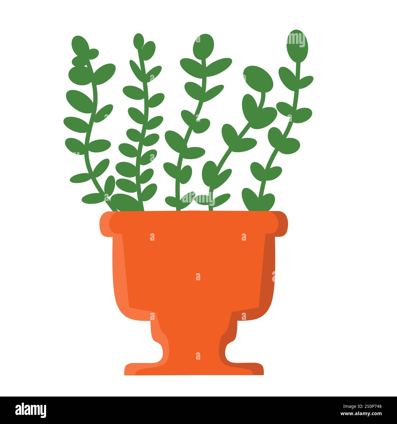 illustration of a green plant with multiple stems and oval-shaped ...