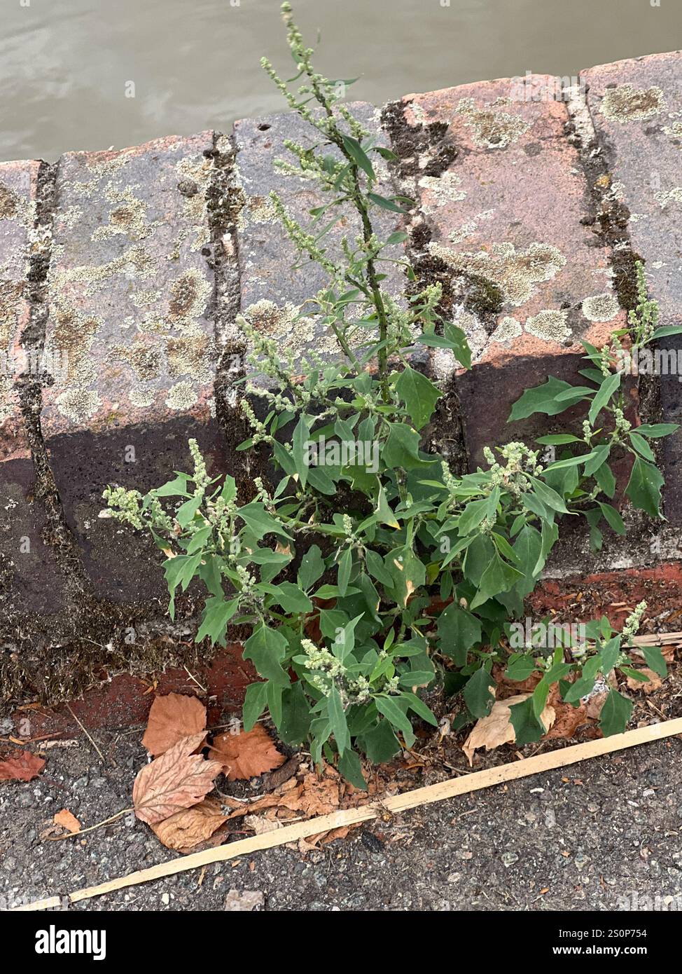Common Orache (Atriplex patula Stock Photo - Alamy
