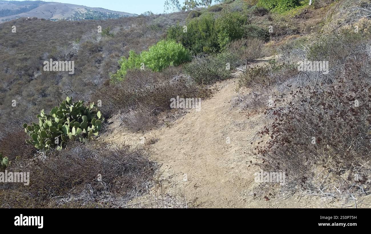 Peruvian Pepper Tree (Schinus molle Stock Photo - Alamy
