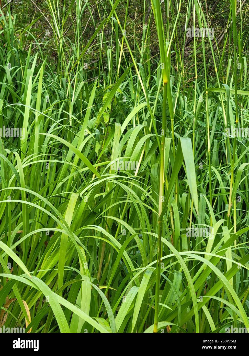 reed meadowgrass (Glyceria maxima Stock Photo - Alamy