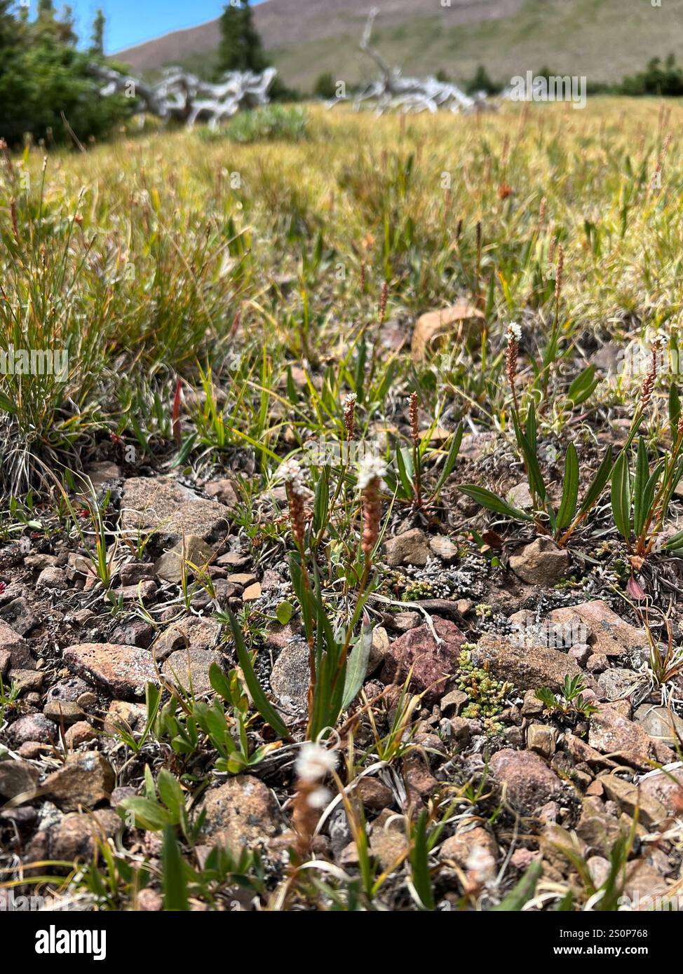 alpine bistort (Bistorta vivipara Stock Photo - Alamy