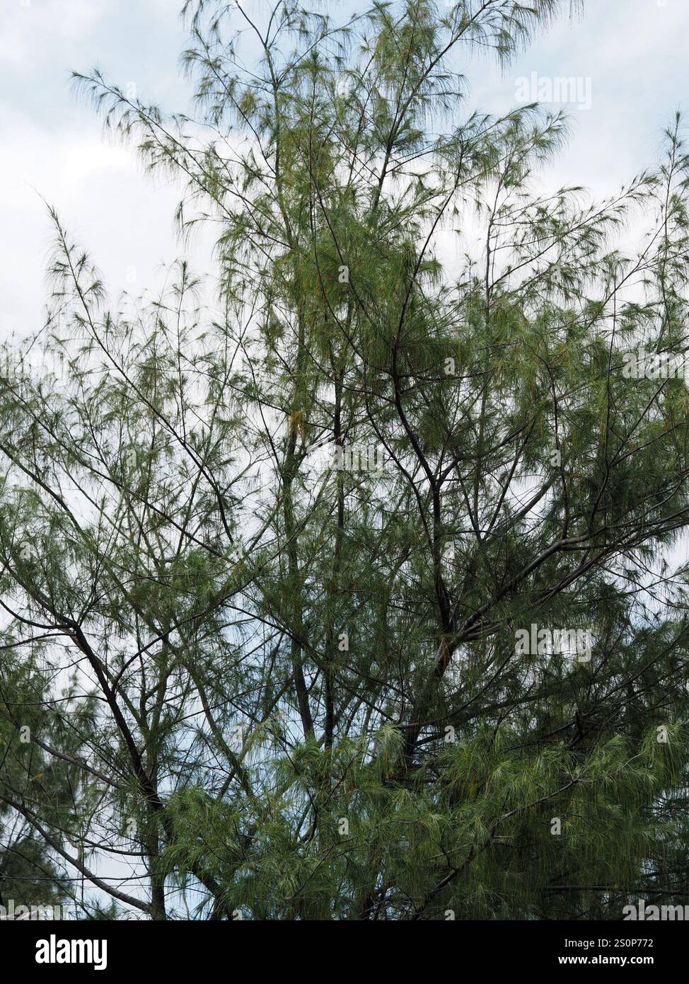 Beach Sheoak (Casuarina equisetifolia Stock Photo - Alamy