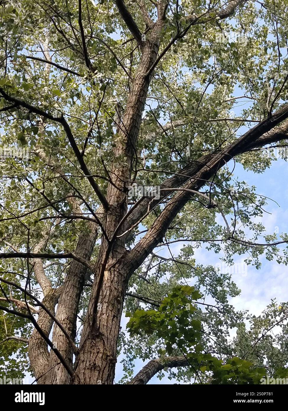 Eastern Cottonwood (Populus deltoides Stock Photo - Alamy