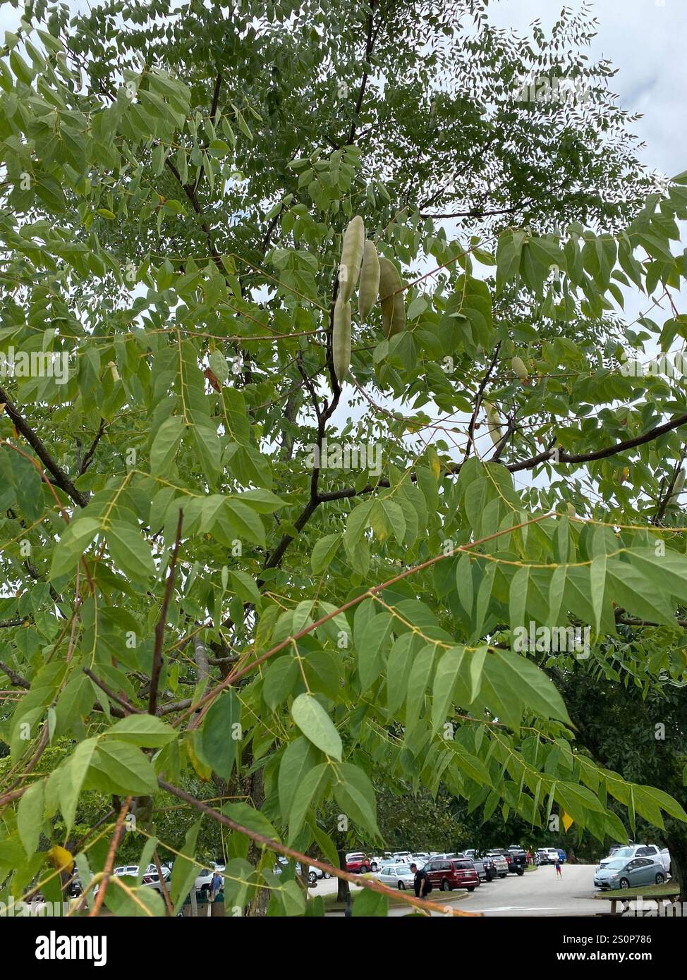 Kentucky coffeetree (Gymnocladus dioicus Stock Photo - Alamy
