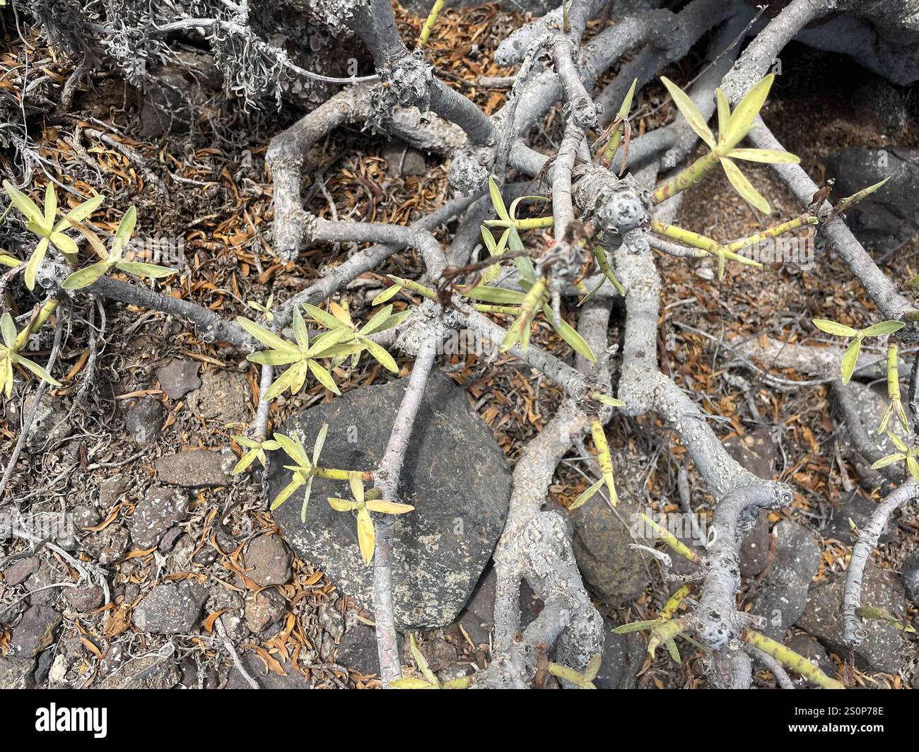balsam spurge (Euphorbia balsamifera Stock Photo - Alamy