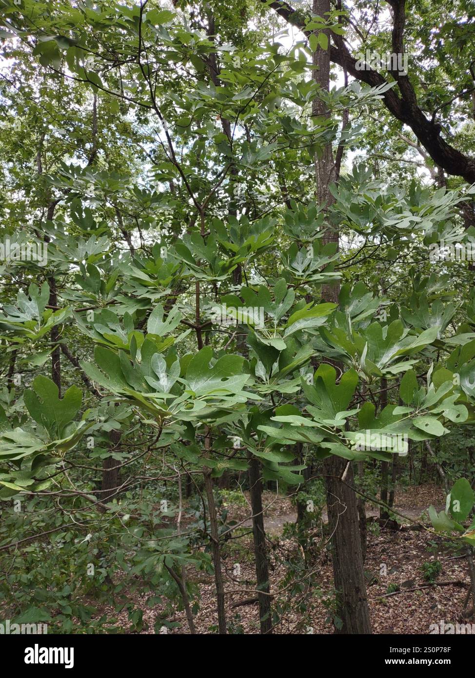 sassafras (Sassafras albidum Stock Photo - Alamy