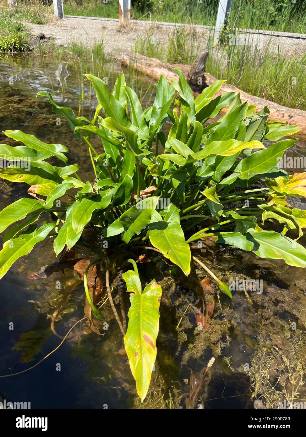 Green Arrow Arum (Peltandra virginica Stock Photo - Alamy