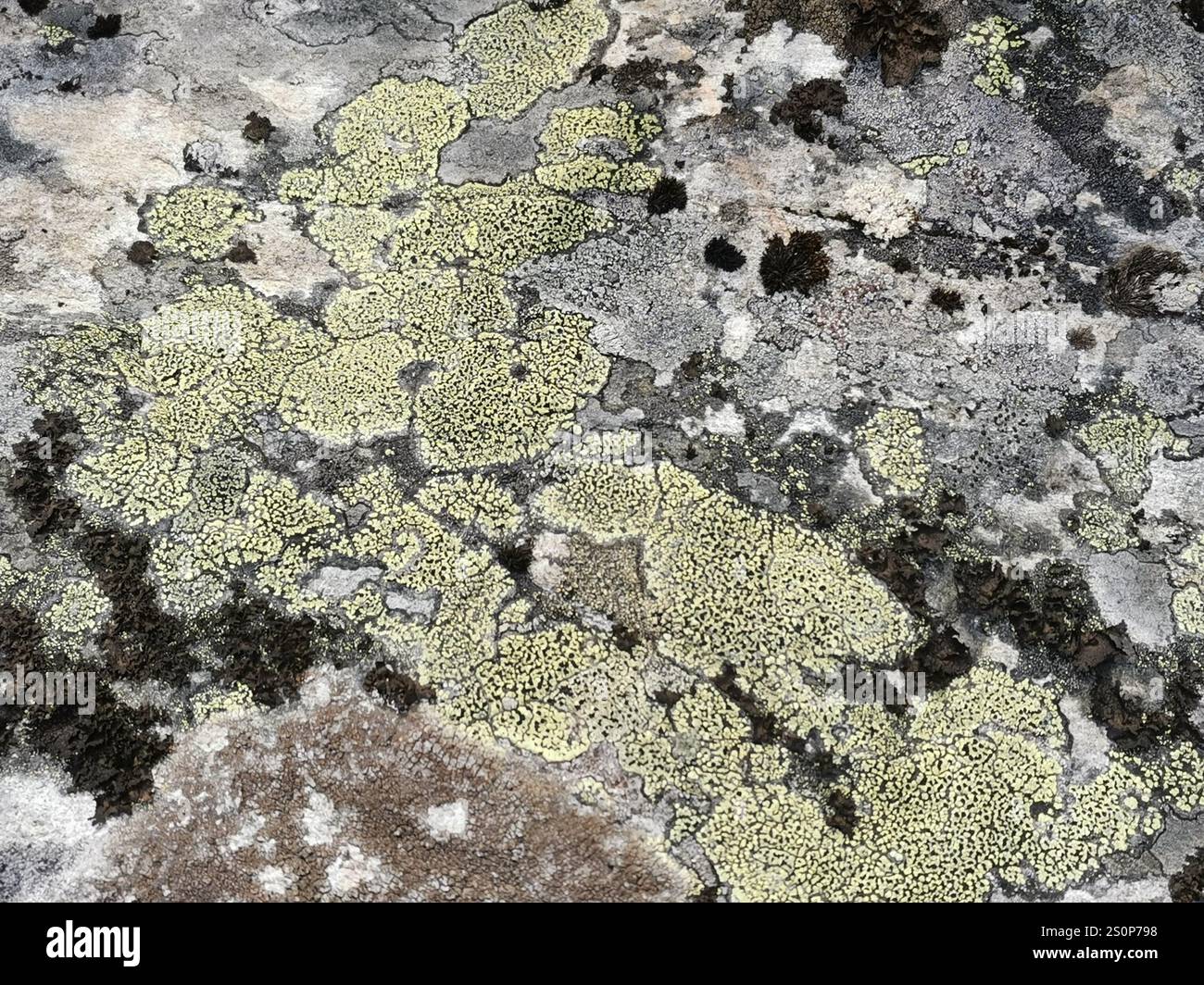 yellow map lichen (Rhizocarpon geographicum Stock Photo - Alamy