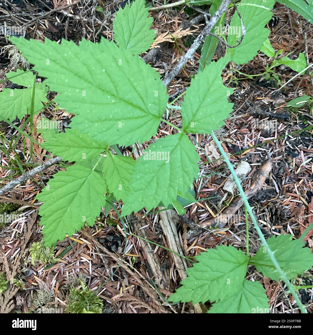 Rubus leucodermis hi-res stock photography and images - Alamy