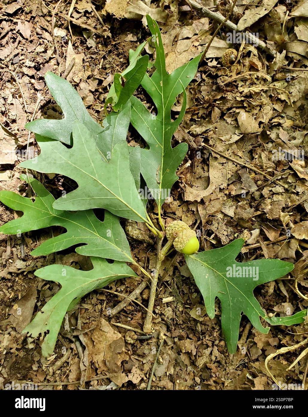 white oak (Quercus alba Stock Photo - Alamy