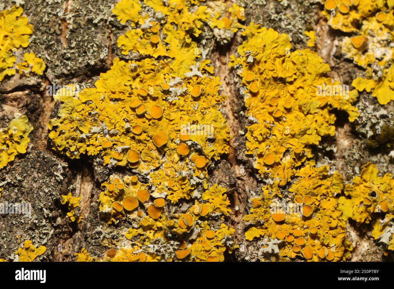 Common Sunburst Lichen (Xanthoria parietina Stock Photo - Alamy