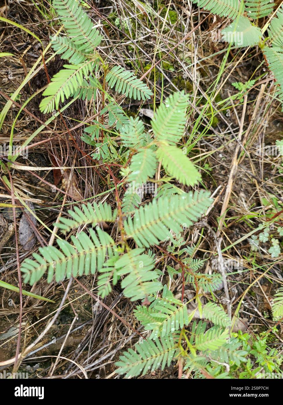 sensitive and partridge peas (Chamaecrista Stock Photo - Alamy